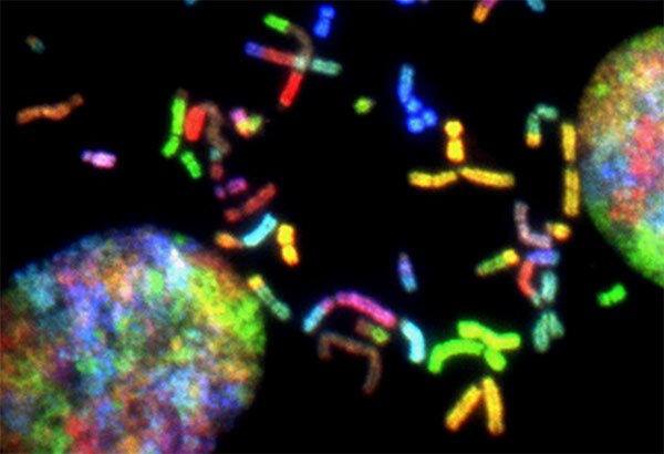 CellMark Review - Genomes Unzipped